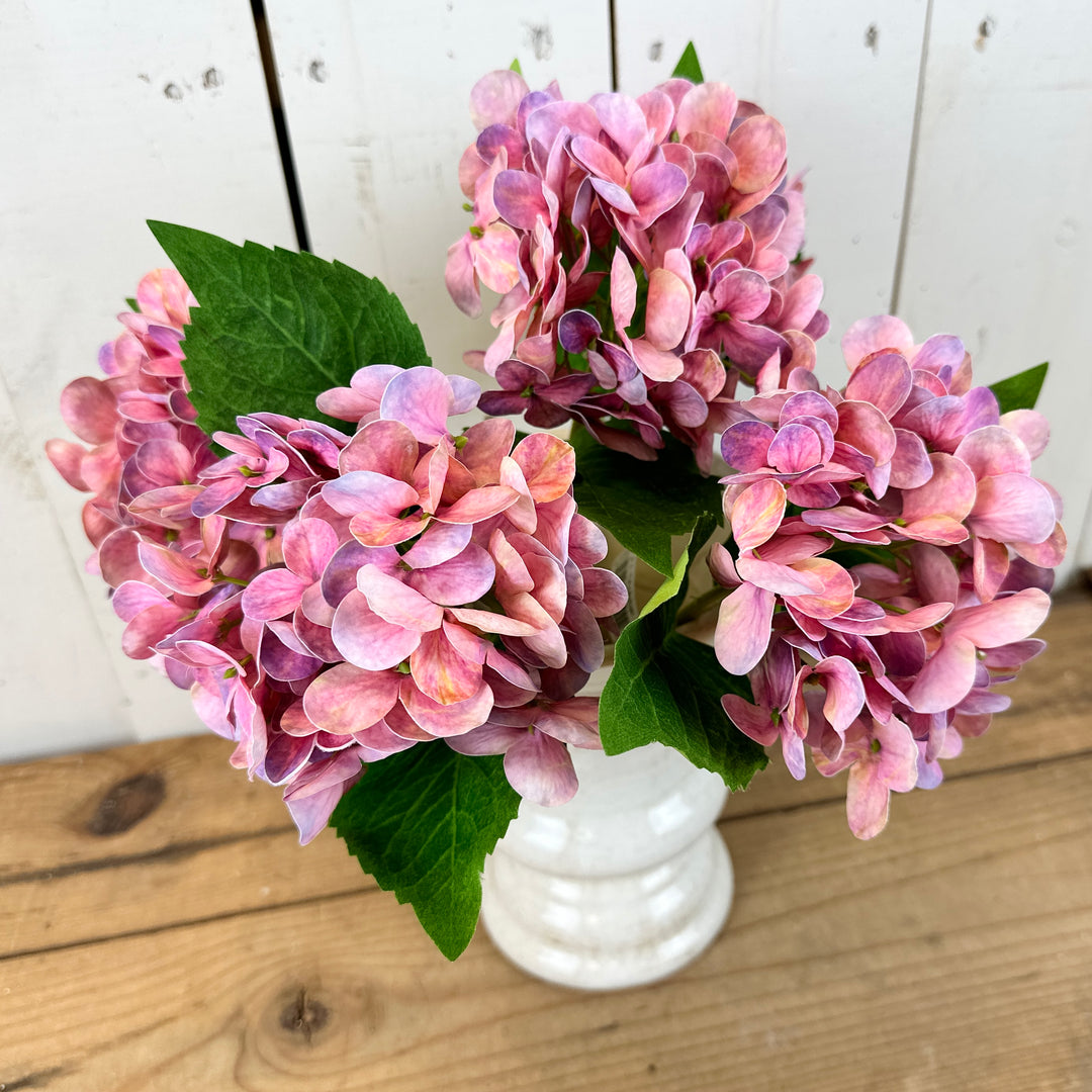Spring Hydrangea Stems – Prairie in Bloom